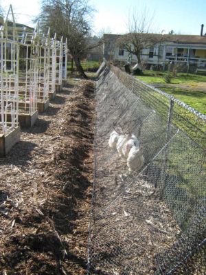 15 Ideas to Build A DIY Backyard Chicken Tunnel